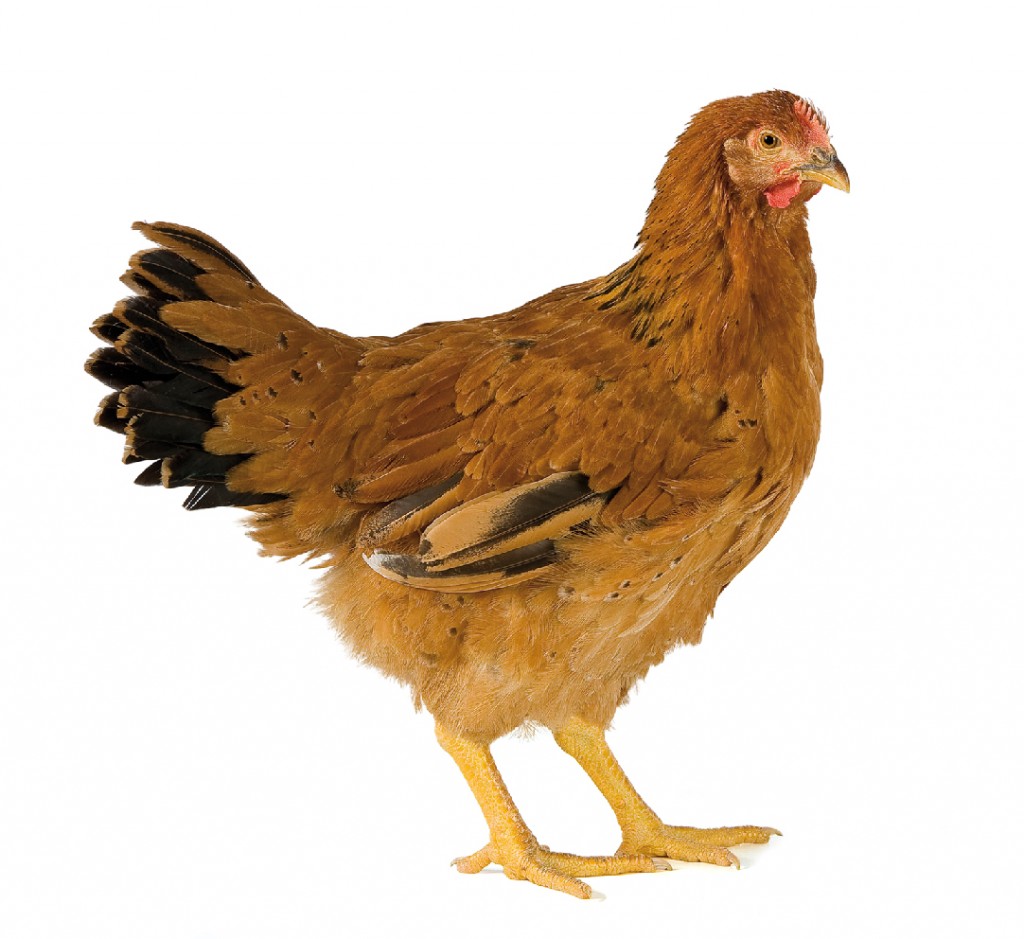 Kabir Femmina | Avizoo