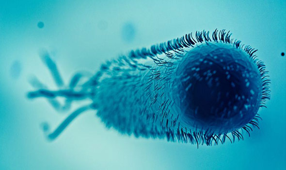 (Italiano) Focus Patologie: COLISETTICEMIA | Avizoo – Euroagricola s.s.