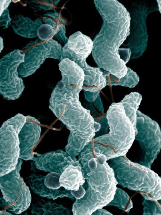 Focus Patologie: ENTERITE VIRALE | Avizoo