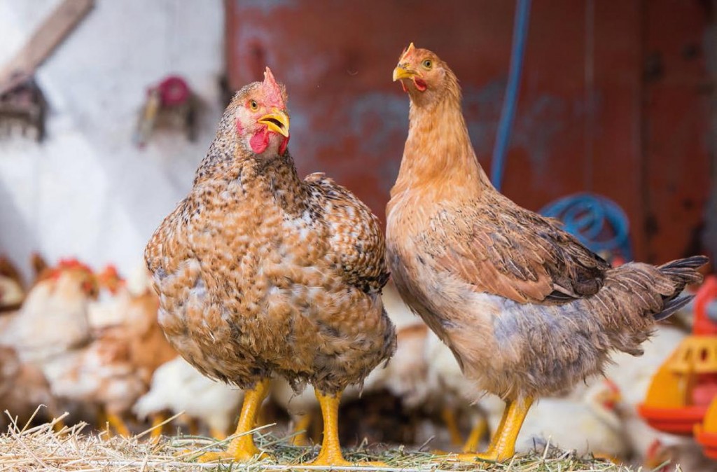 Crescente interesse per il broiler a lenta crescita Ranger Gold. | Avizoo